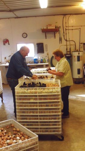 Inside an Egg Hatchery Business - Grit